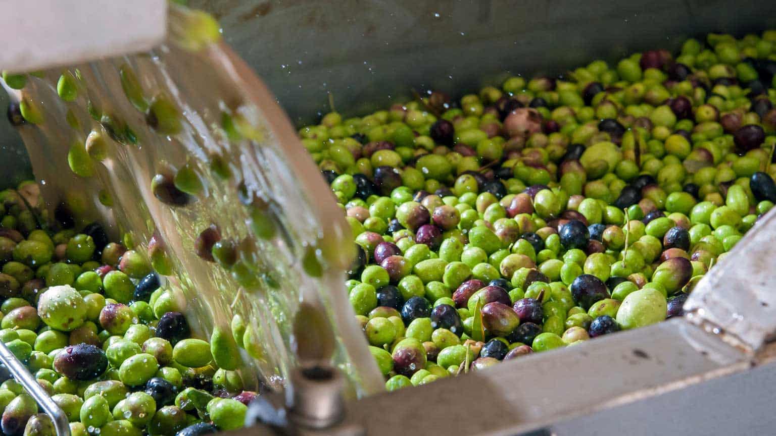 What is Cold Pressed Olive Oil Exactly?